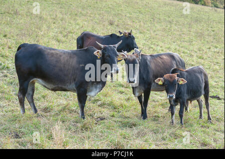 Female Zebu (Bos taurus indicus) near a clothesline line in a village ...