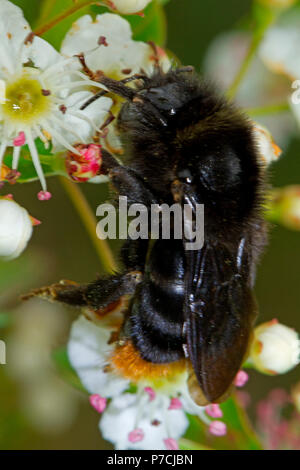 Bombus lapidarius, Red-tailed bumblebee Stock Photo - Alamy