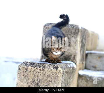 Photo of a beautiful macro furry fat cat lit by the sun Stock Photo - Alamy