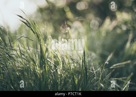 Morning meadow. Abstract natural background. Fresh spring grass with ...