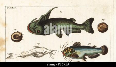 Soldier catfish, Osteogeneiosus militaris 79, and driftwood catfish ...