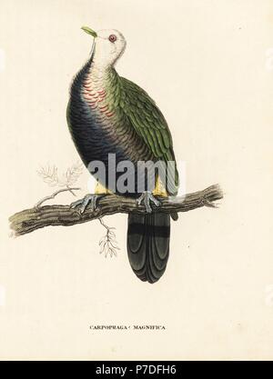 Wompoo Fruit-dove (Ptilinopus magnificus Stock Photo - Alamy