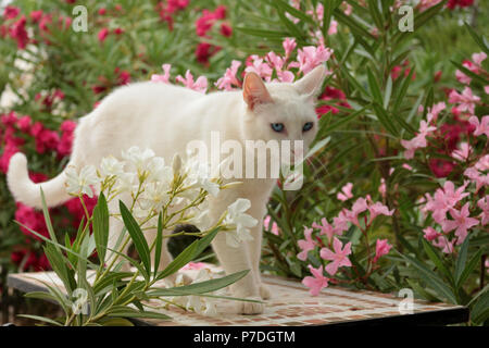 white cat sitting between oleander shrubs Stock Photo - Alamy