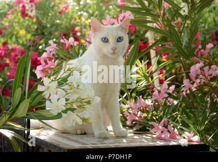 white cat sitting between oleander shrubs Stock Photo - Alamy