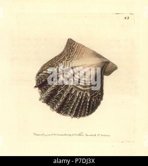 Atlantic pearl-oyster, Pinctada radiata (Rayed birdshell, Avicula ...