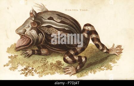 Surinam or Amazonian horned frog, Ceratophrys cornuta (Horned toad ...