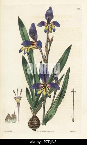 Sparaxis variegata (Variegated-flowered synnotia, Synnotia variegata ...