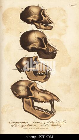 Comparative anatomy of the skulls of the ape, baboon and monkey ...