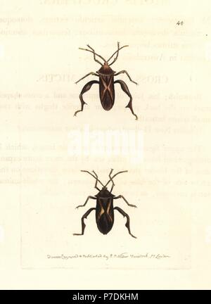 Crusader bug, Mictis profana (Cross-bearing mictis, Mictis crucifera ...
