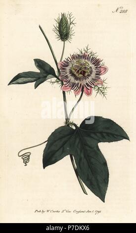 Fringed-leaved passionflower, Passiflora ciliata. Handcoloured ...