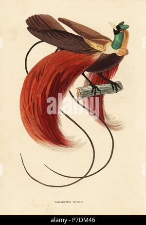 Red bird of paradise (paradisea rubra - formerly paradisea sanguinea ...
