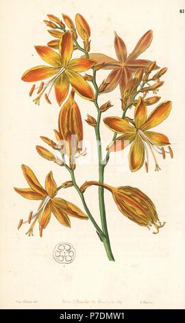 Falling stars, Crocosmia aurea (Golden tritonia, Tritonia aurea ...