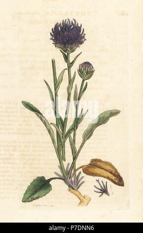 Phyteuma Orbiculare Round-Headed Rampion Stock Photo - Alamy