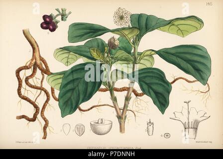 Ipecacuanha, Carapichea ipecacuanha (Cephaelis ipecacuanha ...