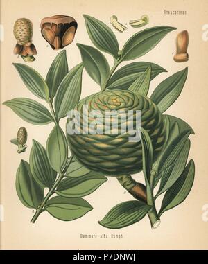 Dammar gum tree, Agathis dammara (Dammara alba). Chromolithograph after ...