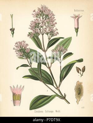 Quina, Cinchona calisaya. Chromolithograph after a botanical ...