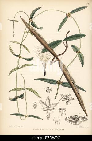 Indian Sarsaparilla plant ; Hemidesmus indicus ; anantamul ; anant bel ...