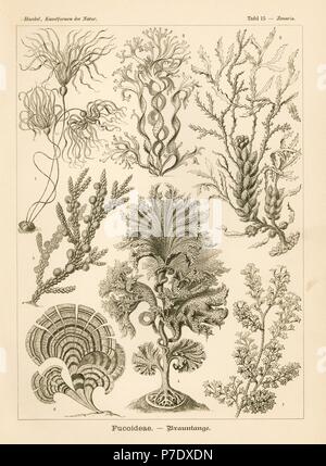 Cutleria Multifida; Seaweed Stock Photo - Alamy