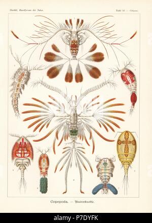 Copepoda or copepod crustaceans: Calocalanus pavo male, Clytemnestra ...