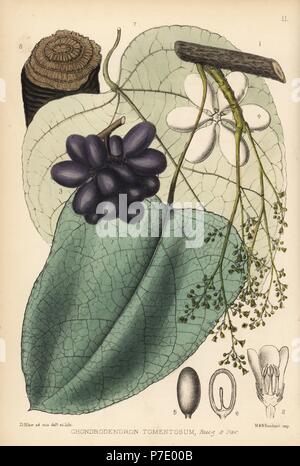 Curare, Parreira brava or abutua, Chondrodendron tomentosum ...