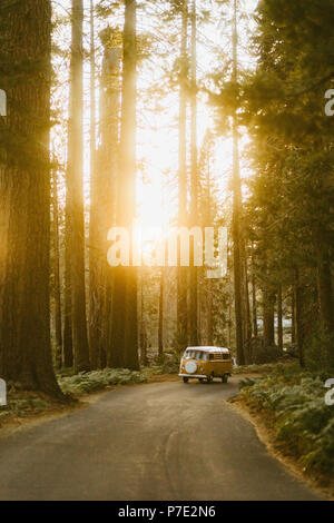 Camper van driving on sequoia tree lined road, Sequoia National Park ...