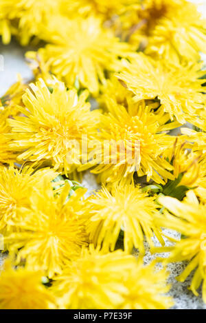 Vibrant yellow dandelion in full bloom stands prominently against a ...