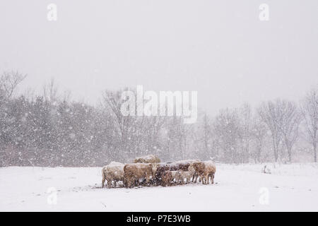 White sheep huddled together sheltering from a snow storm, Chipping ...