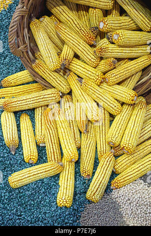 Big Bunch of Yellow Maize Corn Cob Ears Stock Photo - Alamy