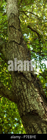 Chico Zapote Manilkara zapota trunk wood from Mexico rainforest chewing ...