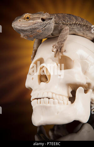 Human skull,Agama bearded, lizard background Stock Photo - Alamy
