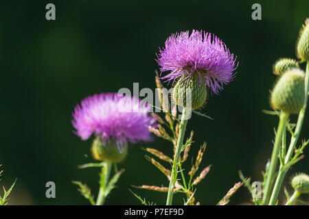 These beautiful purple flowers appear to be fuzzy purple flowers Stock ...