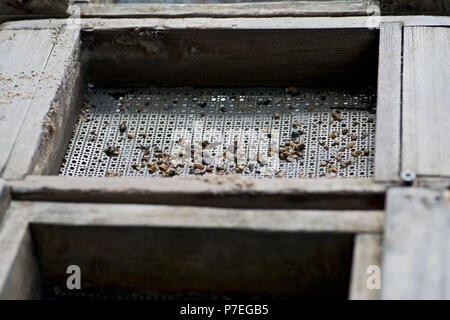 Gemstone panning with a sluice box. Sifting for stones and fossils at ...