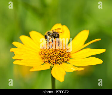 Cut-leaf Coneflower (Rudbeckia laciniata Stock Photo - Alamy