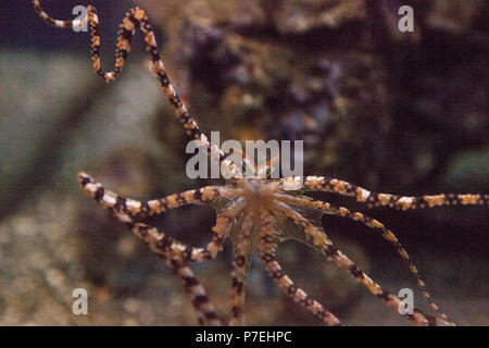 Wunderpus octopus Wunderpus photogenicus spreads its long eight arms ...