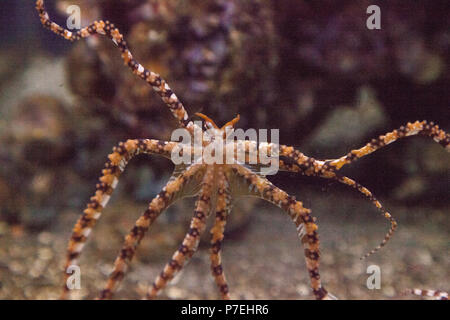 Wunderpus octopus Wunderpus photogenicus spreads its long eight arms ...