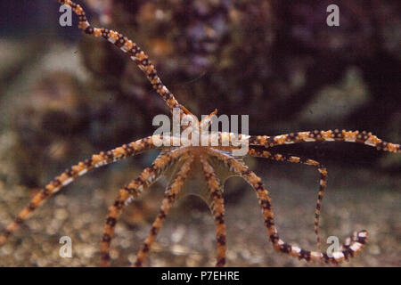 Wunderpus octopus Wunderpus photogenicus spreads its long eight arms ...