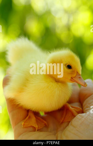 Duckling on hand Stock Photo - Alamy