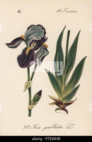 Dalmatian iris or sweet iris, Iris pallida. Handcoloured lithograph ...