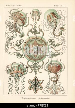 Trachymedusae jellyfish: Geryonia proboscidalis 1-7. Chromolithograph ...