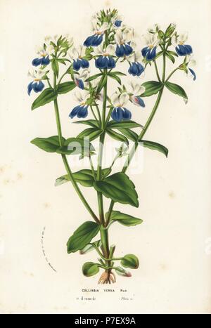 Blue-Eyed Mary (Collinsia verna), 1927 Stock Photo - Alamy