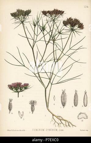 Cumin, Cuminum cyminum. Handcoloured lithograph by Hanhart after a ...