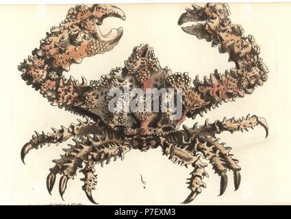 Rubble crab or horrid parthenope, Parthenope horrida. Handcoloured ...