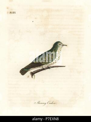 Chrysococcyx lucidus, shining bronze cuckoo Stock Photo - Alamy