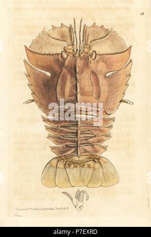 The butterfly fan lobster (Ibacus peronii) in the styrofoam box for ...