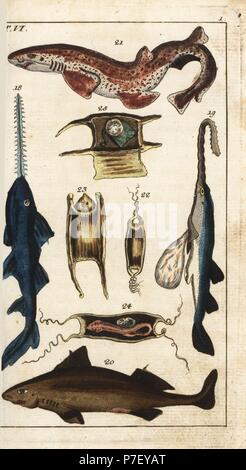 Angular rough shark, Oxynotus centrina 1 (vulnerable), angelshark ...