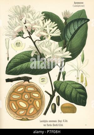 Saba comorensis - Köhler-s Medizinal-Pflanzen-085 Stock Photo - Alamy