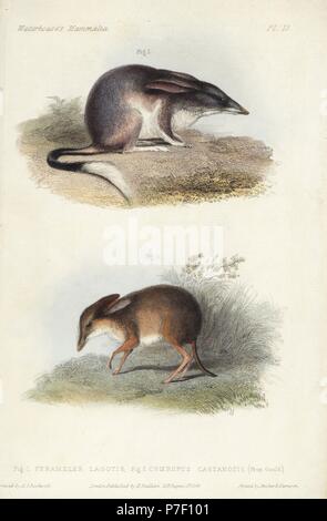 Pig-footed Bandicoot, Chaeropus ecaudatus 1857 by Gerard Krefft Stock ...