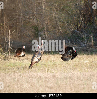 A flock of eastern wild turkeys feeding in the early morning fog Stock ...