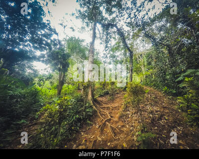 inside rainforest, tropical forest, jungle landscape Stock Photo ...