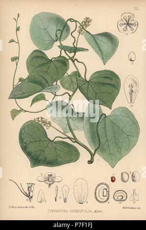 Gulanchi, Tinospora sinensis (Tinospora cordifolia). Handcoloured ...